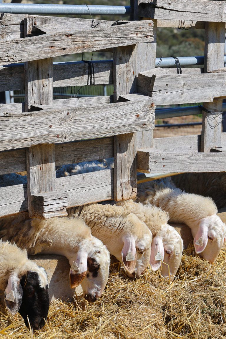 Cyprus with kids: 6 fantastic things to do – PurPurPurPur